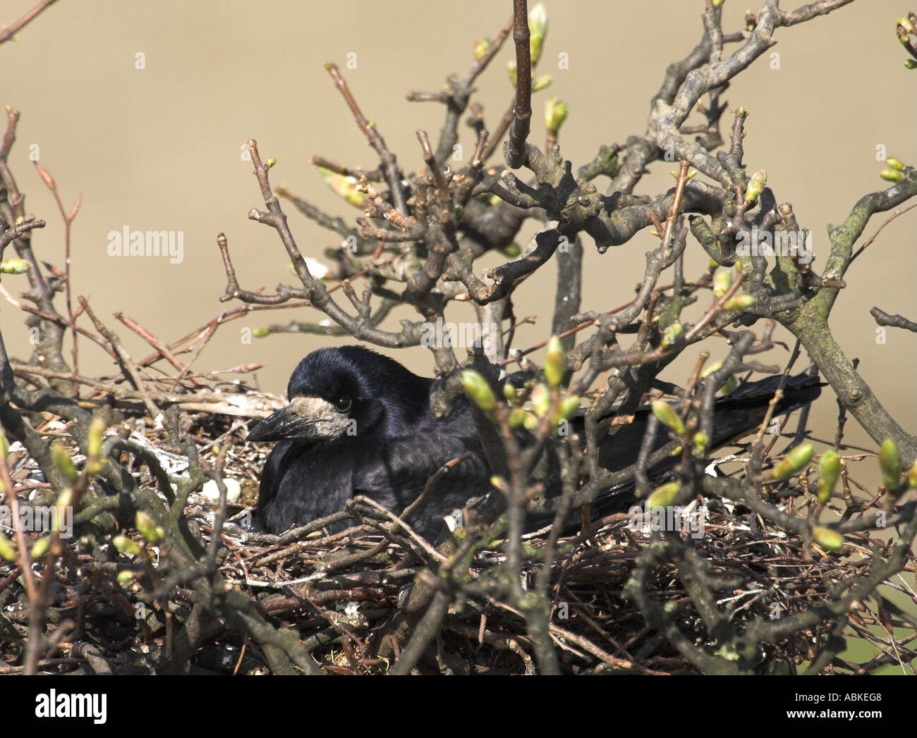 Rook nests corvus frugilegus hi-res stock photography and images - Alamy
