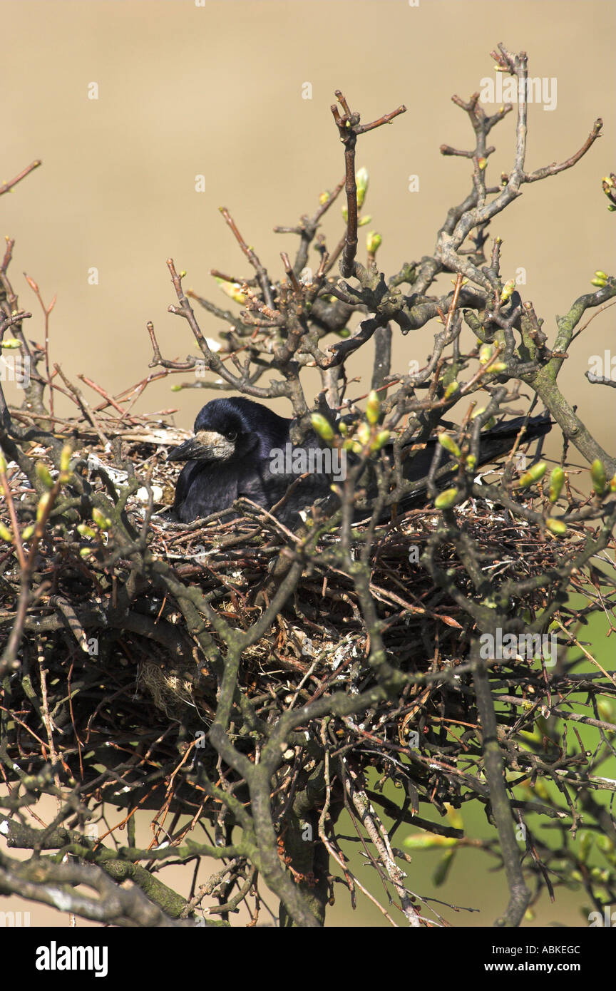 Birds nests hi-res stock photography and images - Alamy