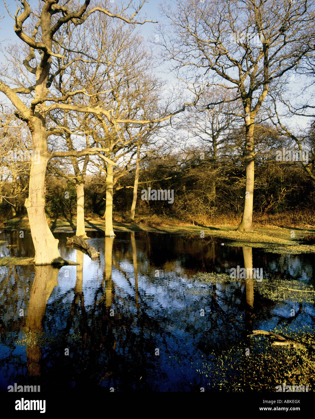 woodland trees flood floods flooded Stock Photo - Alamy
