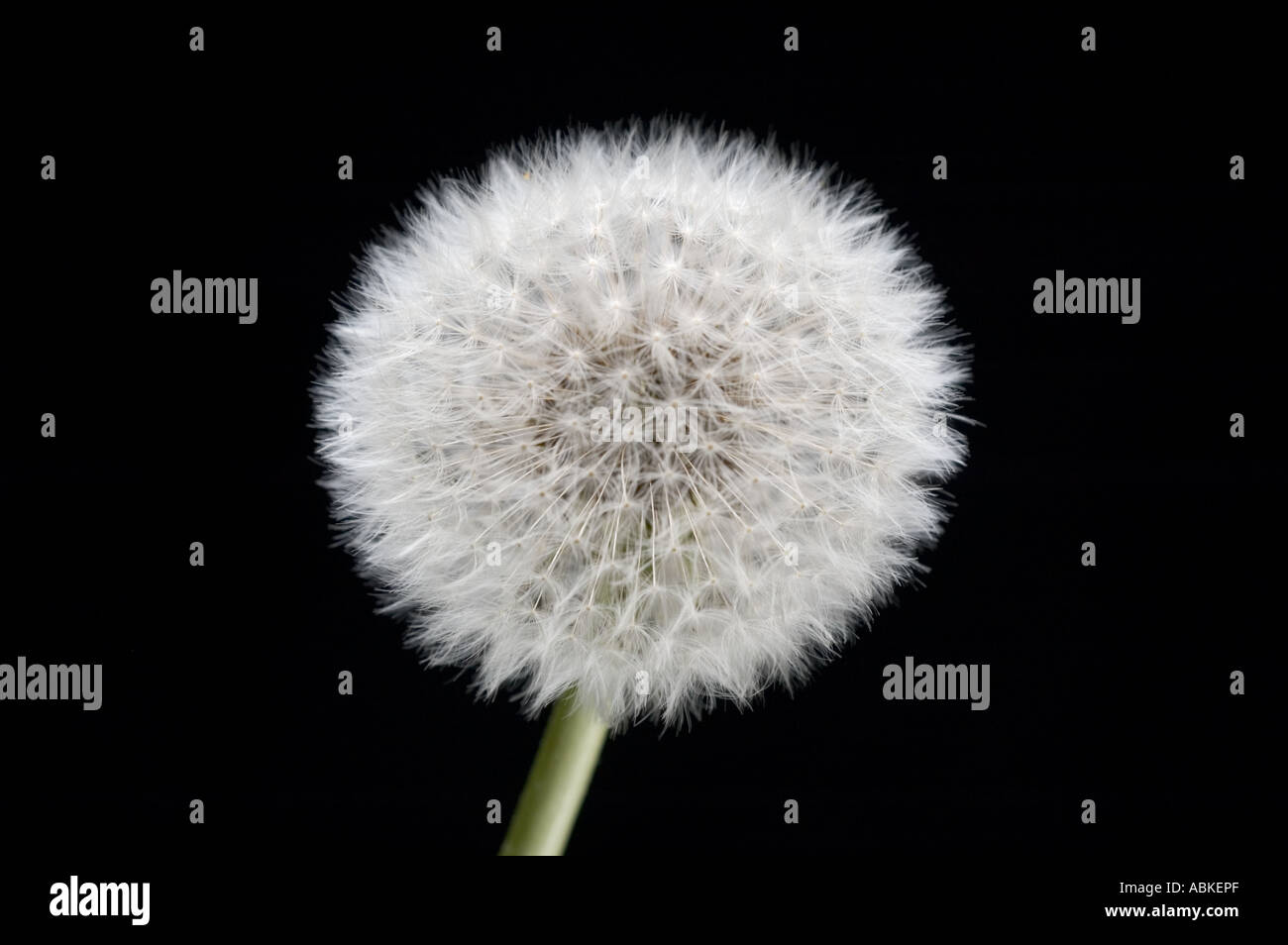 Dandelion seed head Stock Photo - Alamy