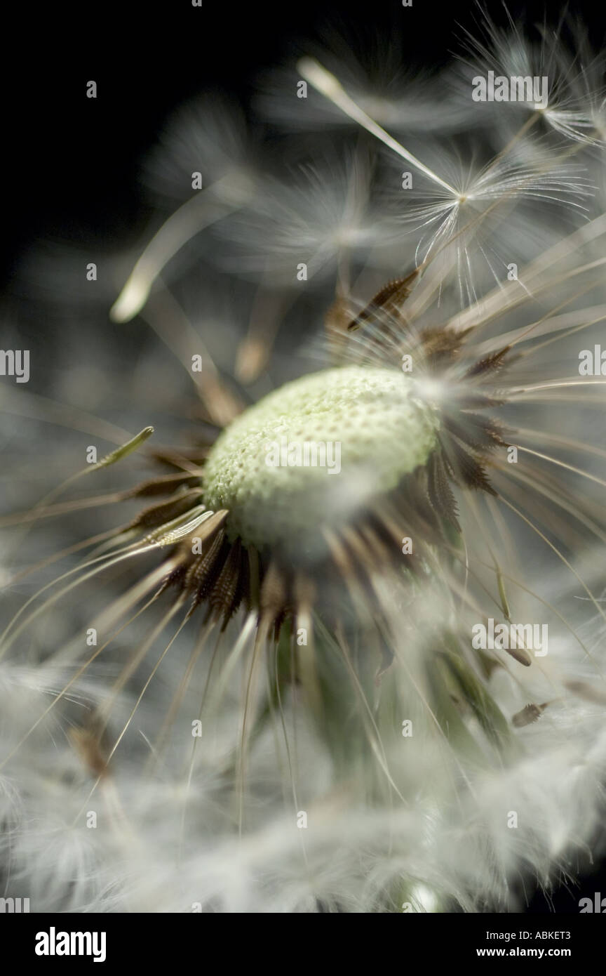 Dandelion seed head Stock Photo - Alamy