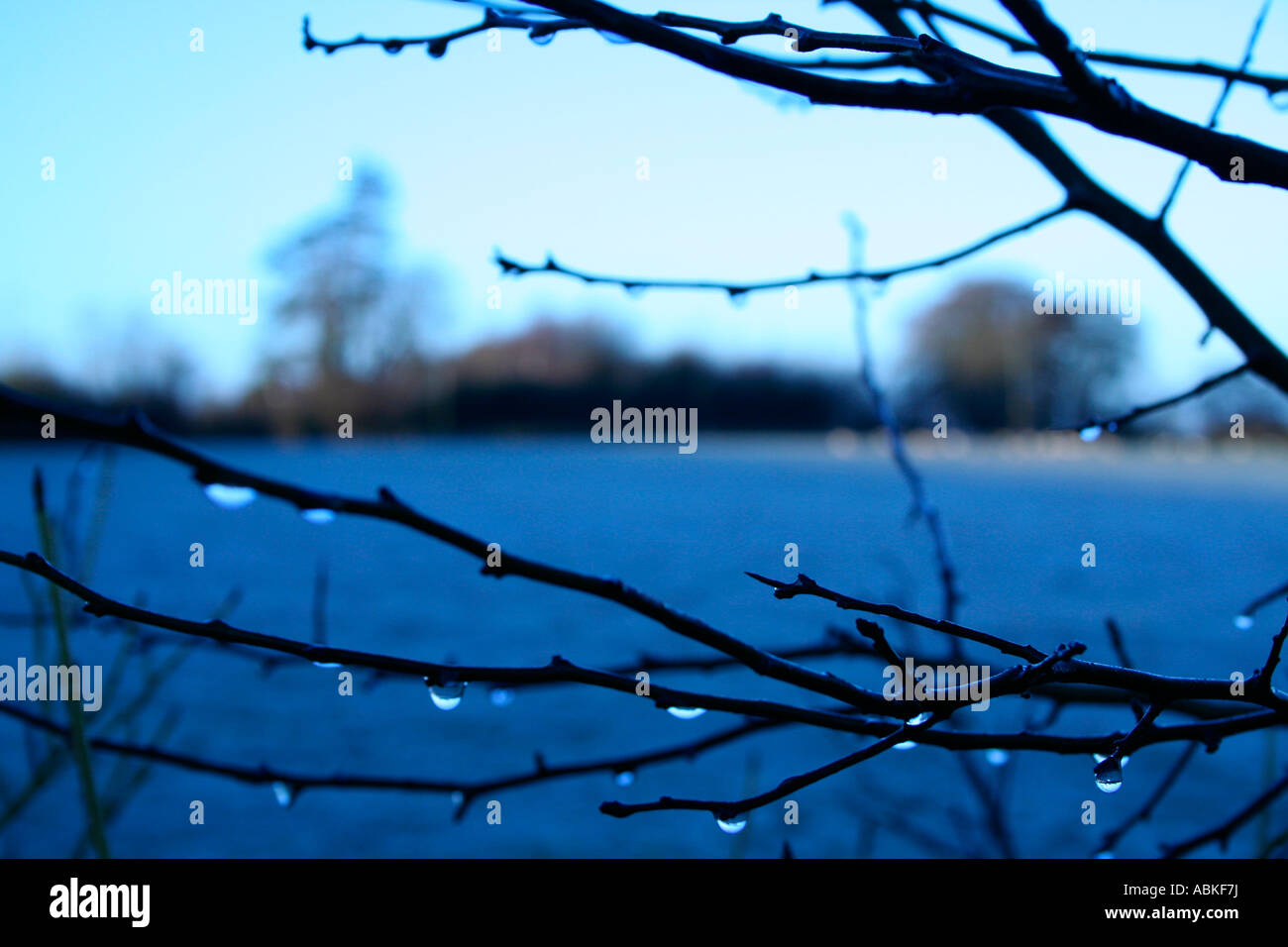 Rain drops hanging from thin branches Stock Photo - Alamy