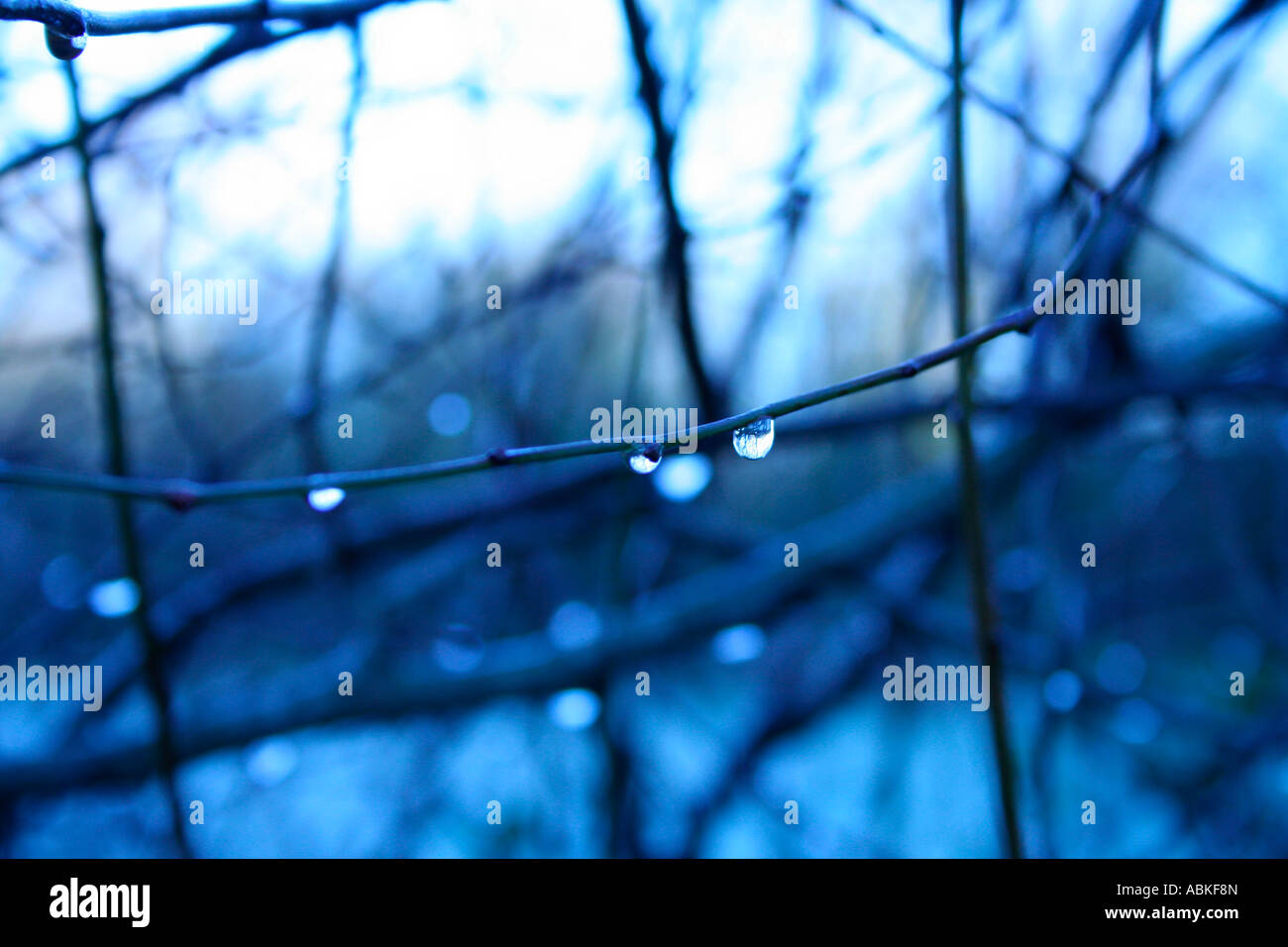 rain fall dripping from branches in winter Stock Photo - Alamy
