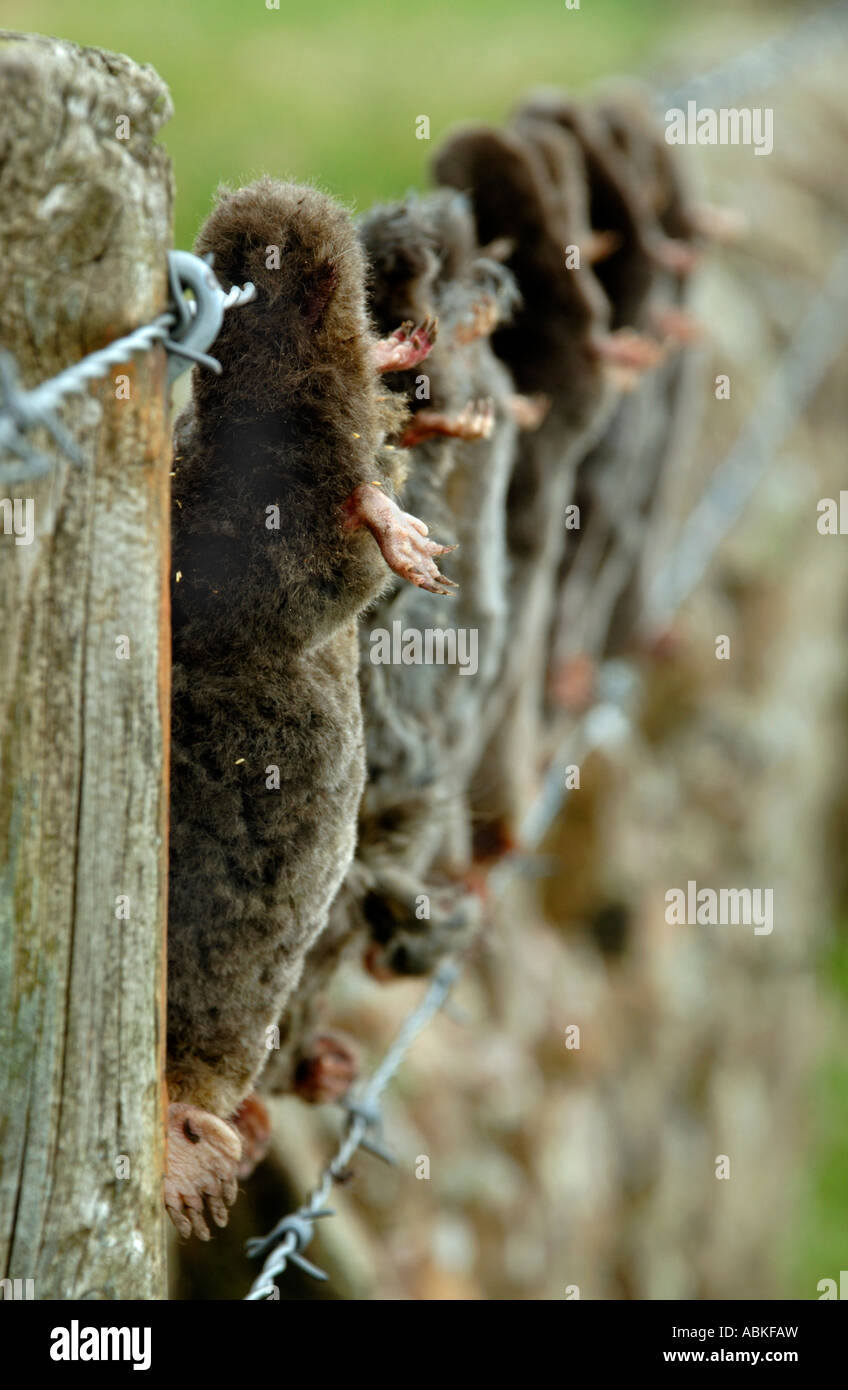 Dead Moles on Barbed Wire in Peak District National Park, Derbyshire ...