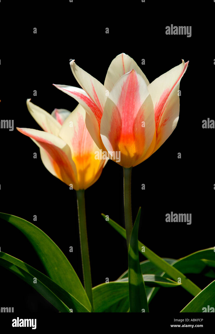 Pink tulips english garden hi-res stock photography and images - Alamy
