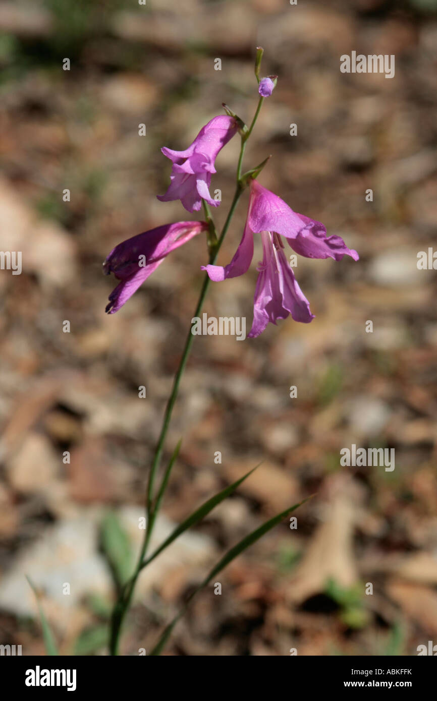 Wild purple blue bells Stock Photo - Alamy