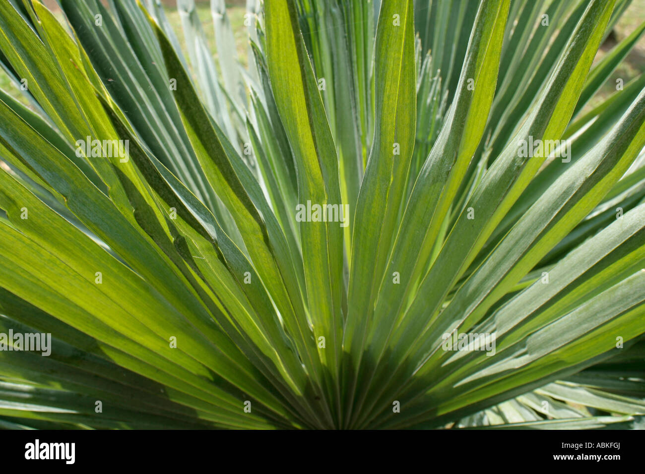 Leaves spread hi-res stock photography and images - Alamy