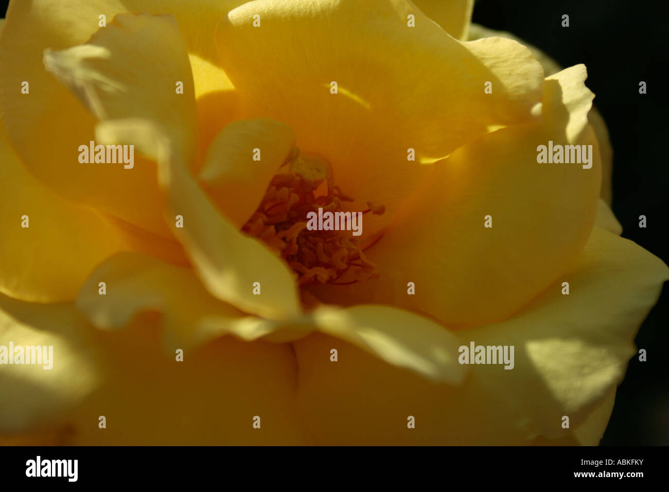 yellow rose petals closeup against dark background Stock Photo - Alamy