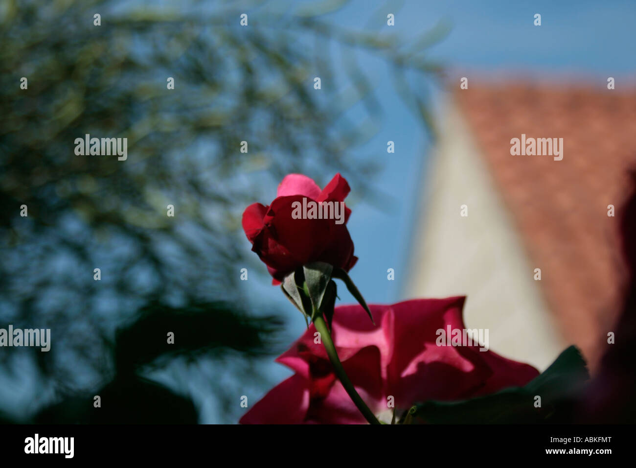 Pink rose in shade Stock Photo - Alamy