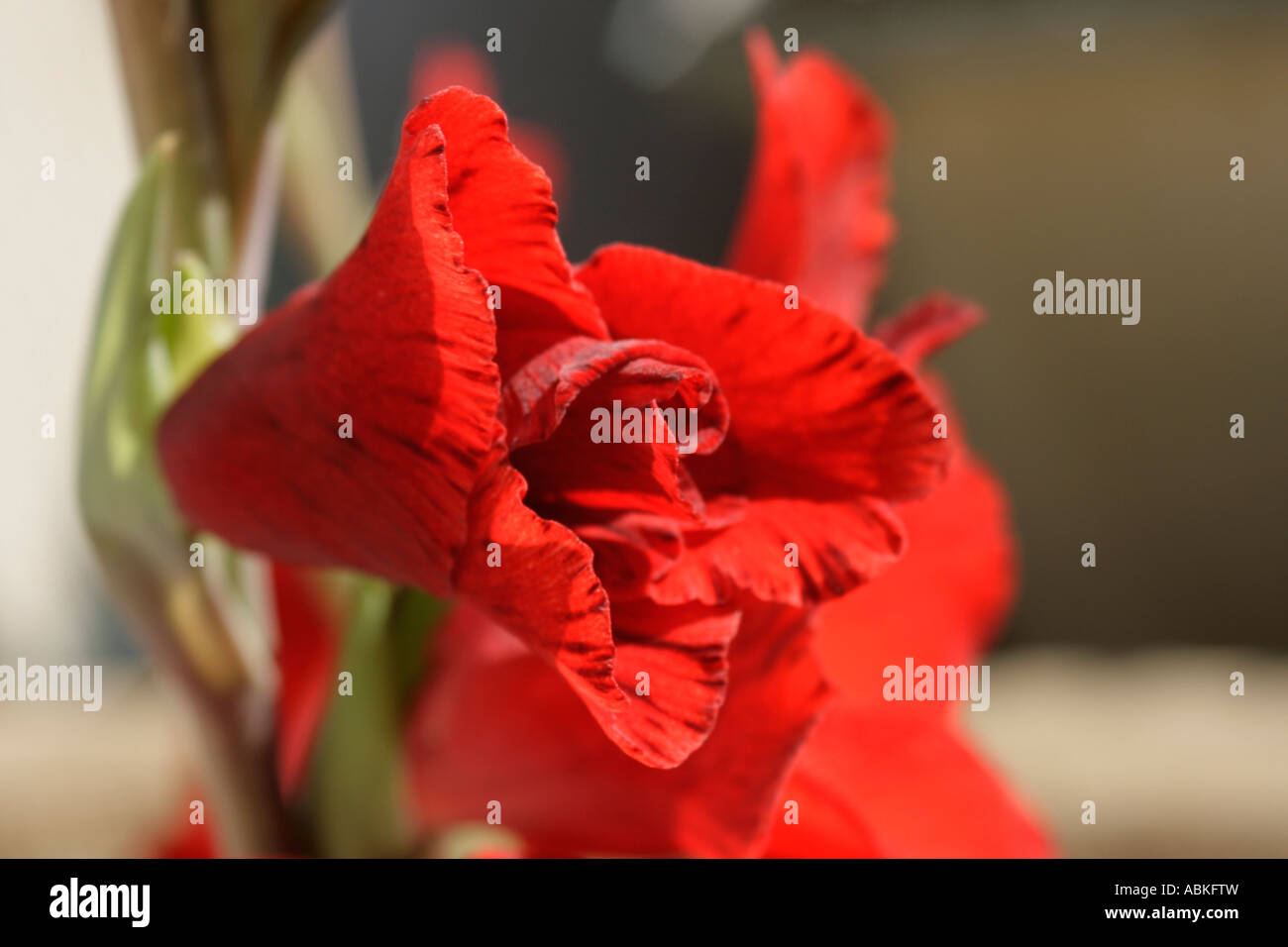 Gladolia Red petals Stock Photo - Alamy