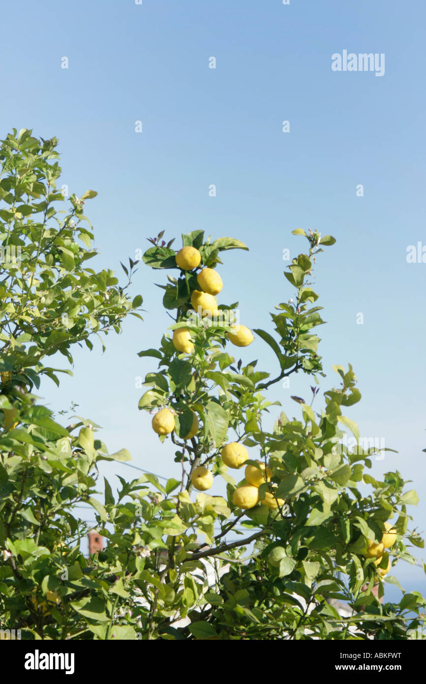 Lemon tree extending into blue sky Stock Photo - Alamy