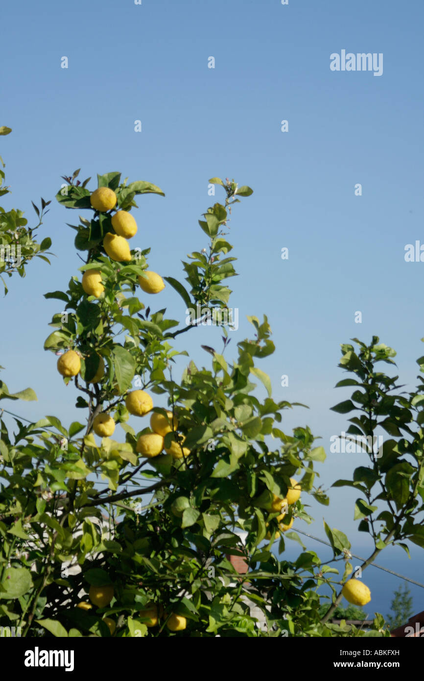 Lemon tree extending into blue sky Stock Photo - Alamy