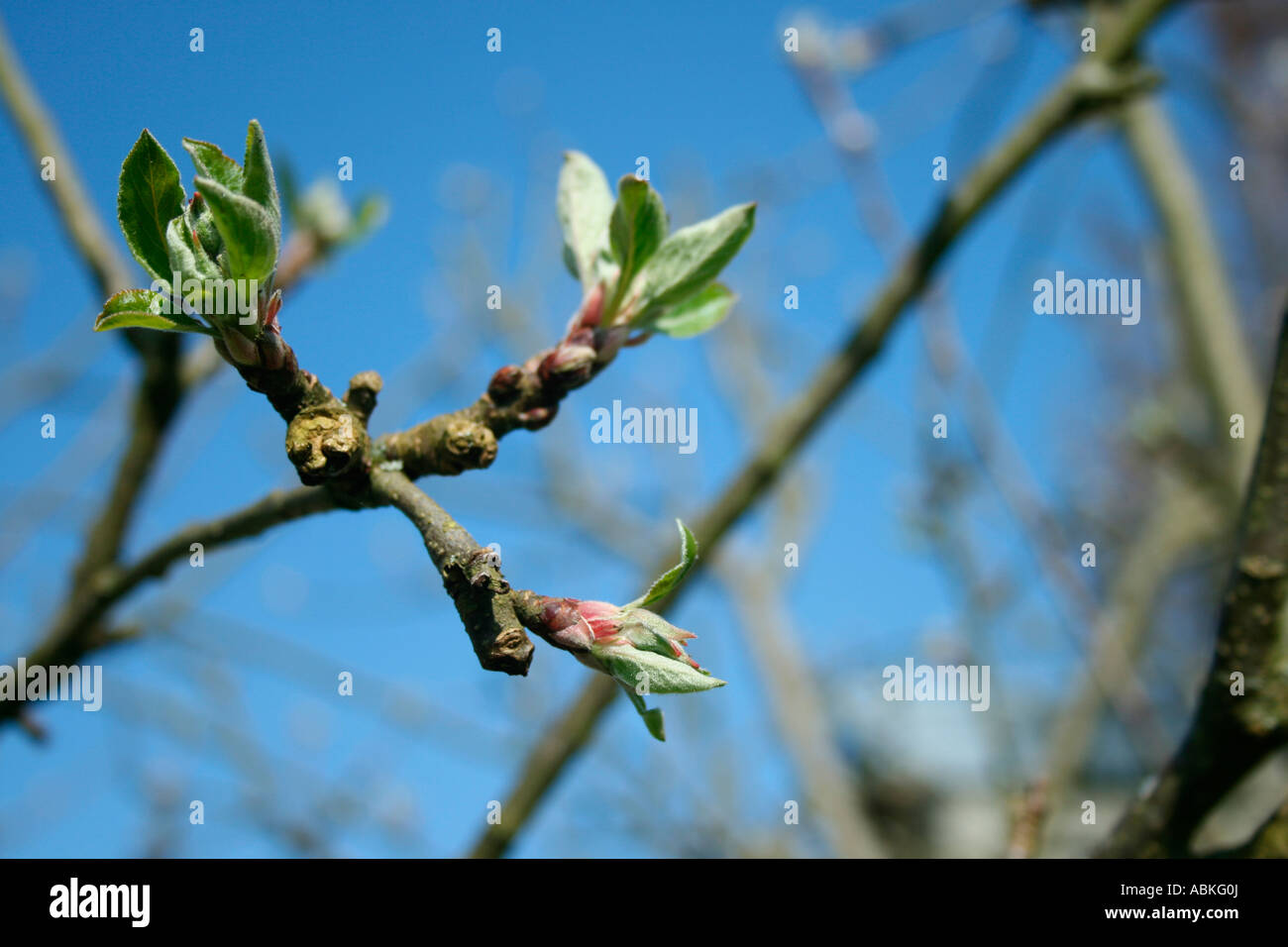 Young bosom hi-res stock photography and images - Alamy