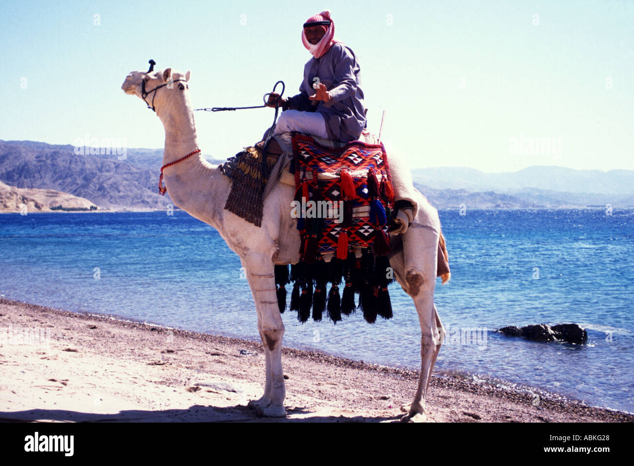Bedouin Camel Egypt Stock Photo - Alamy