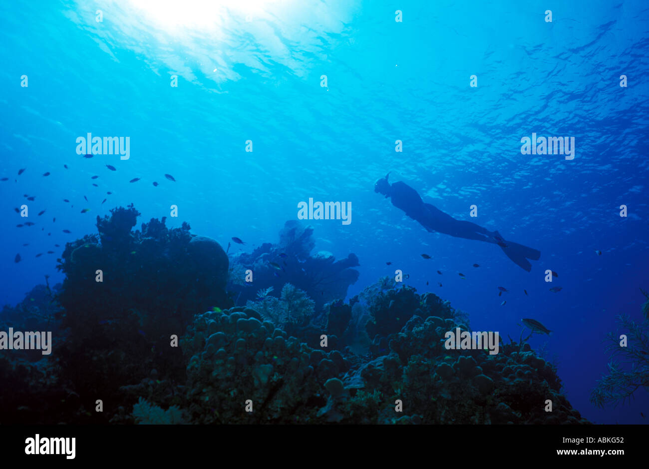 Freediving Mark Raven Stock Photo - Alamy