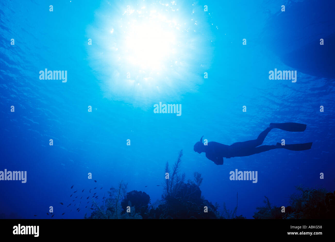 Freediving Mark Raven Stock Photo - Alamy