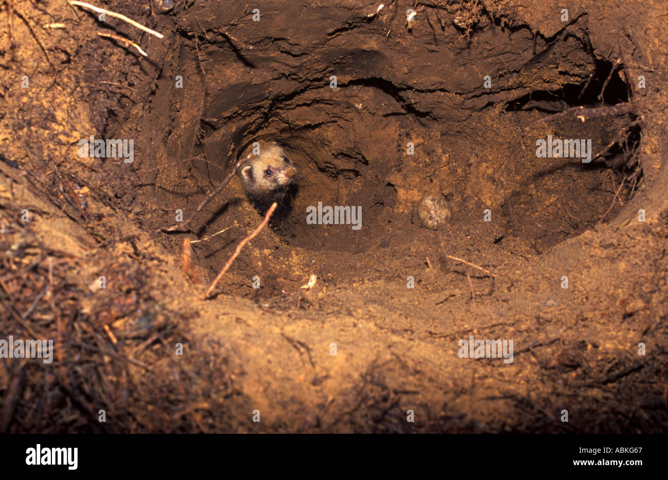 Warrener rabbit hi-res stock photography and images - Alamy