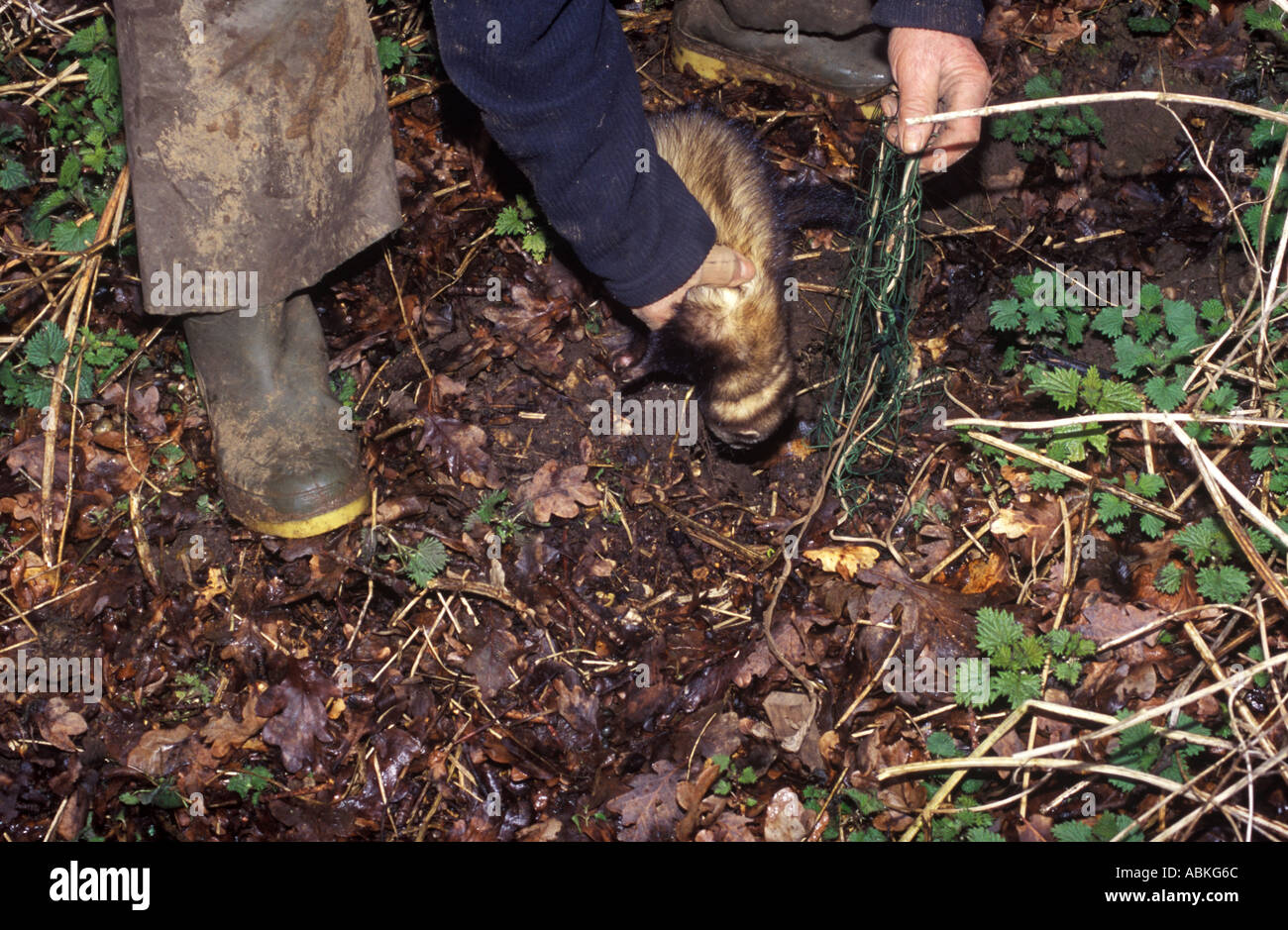Warrener rabbit hi-res stock photography and images - Alamy
