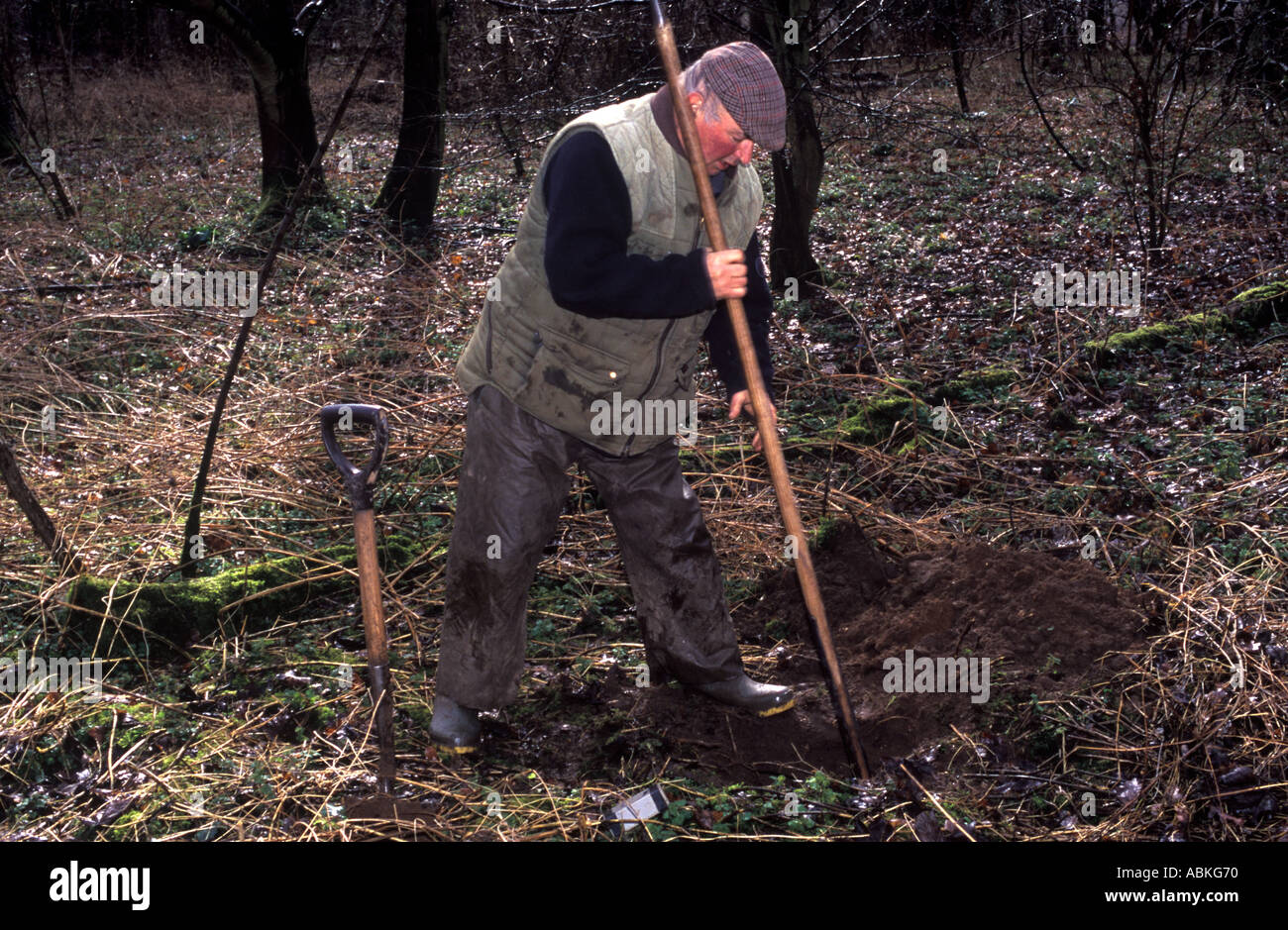 Warrener rabbit hi-res stock photography and images - Alamy