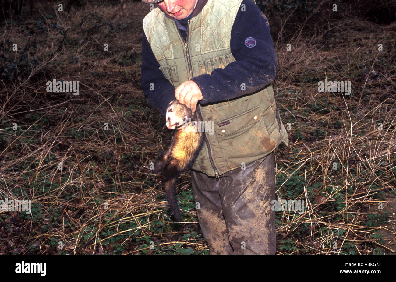 Warrener rabbit hi-res stock photography and images - Alamy