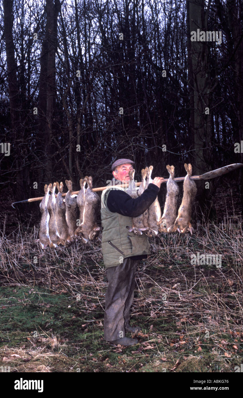 Warrener rabbit hi-res stock photography and images - Alamy