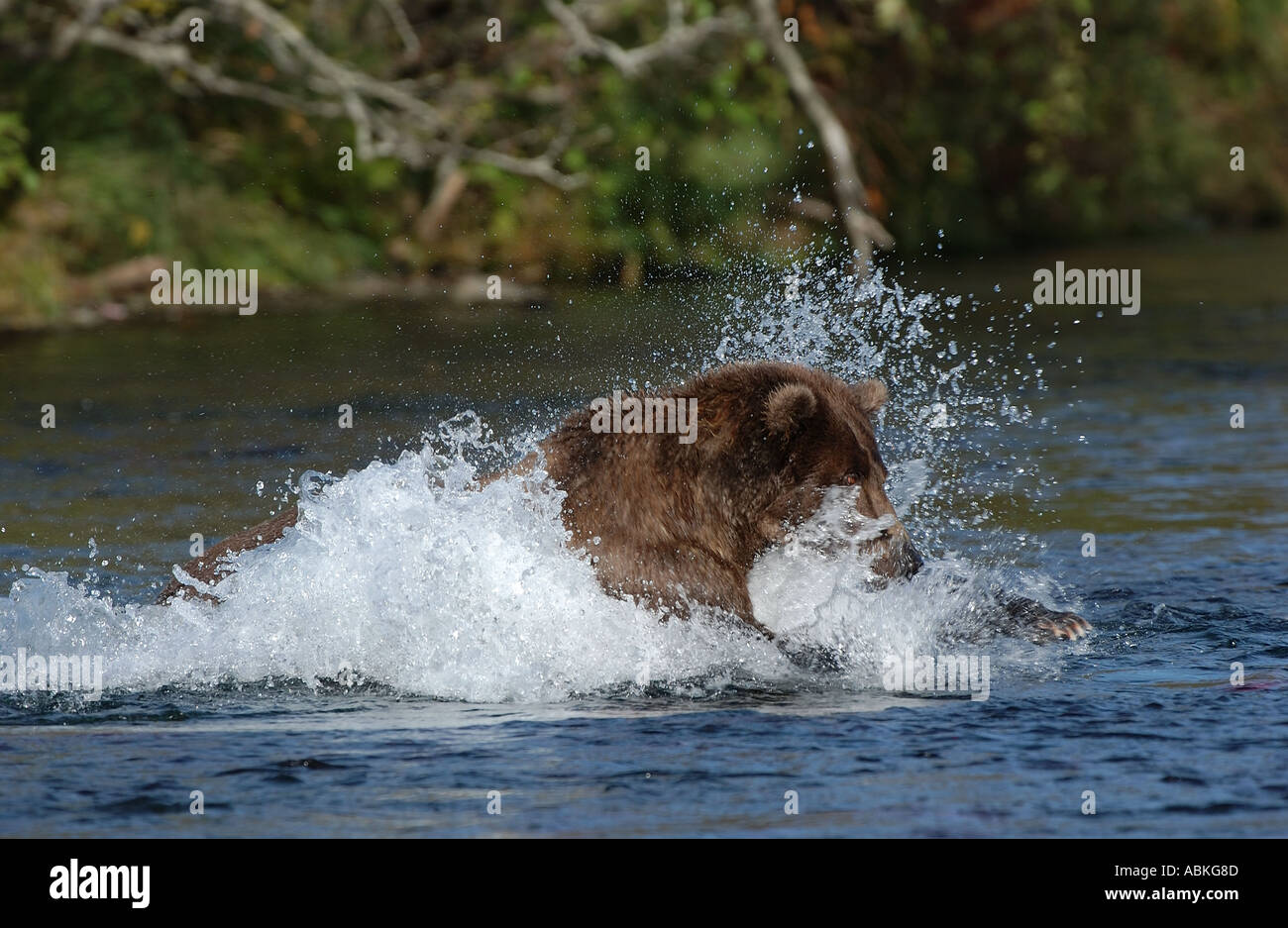 Alaska brown bear chasing fish hi-res stock photography and images - Alamy
