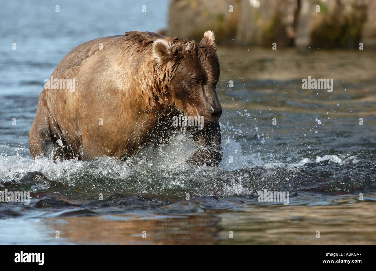 Brown bear chasing fish Alaska USA Stock Photo - Alamy