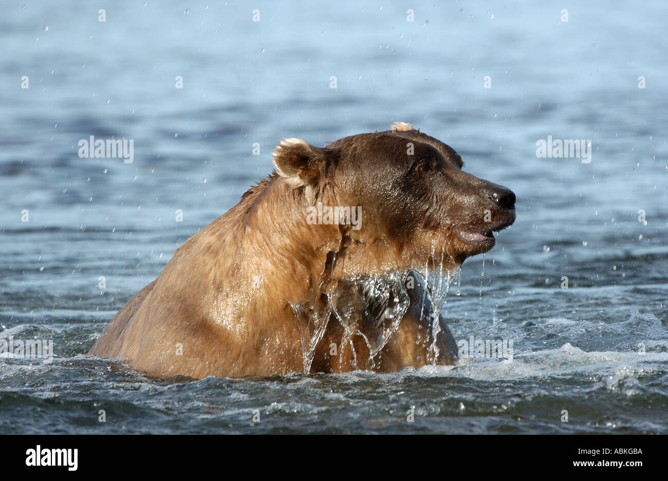 Brown bear dripping with water close up Alaska USA Stock Photo - Alamy