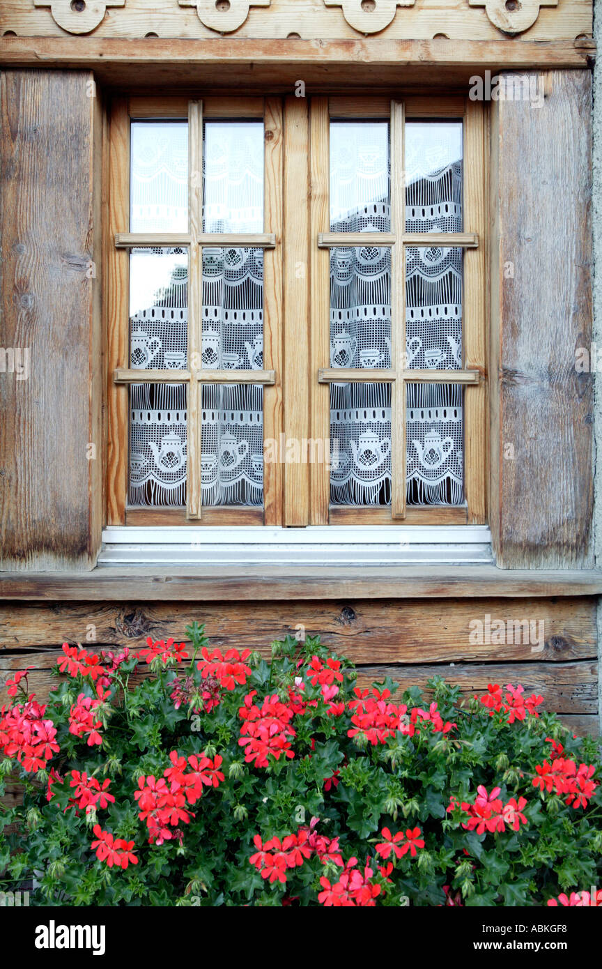 Typical traditional window display of lace curtains and geraniums in ...
