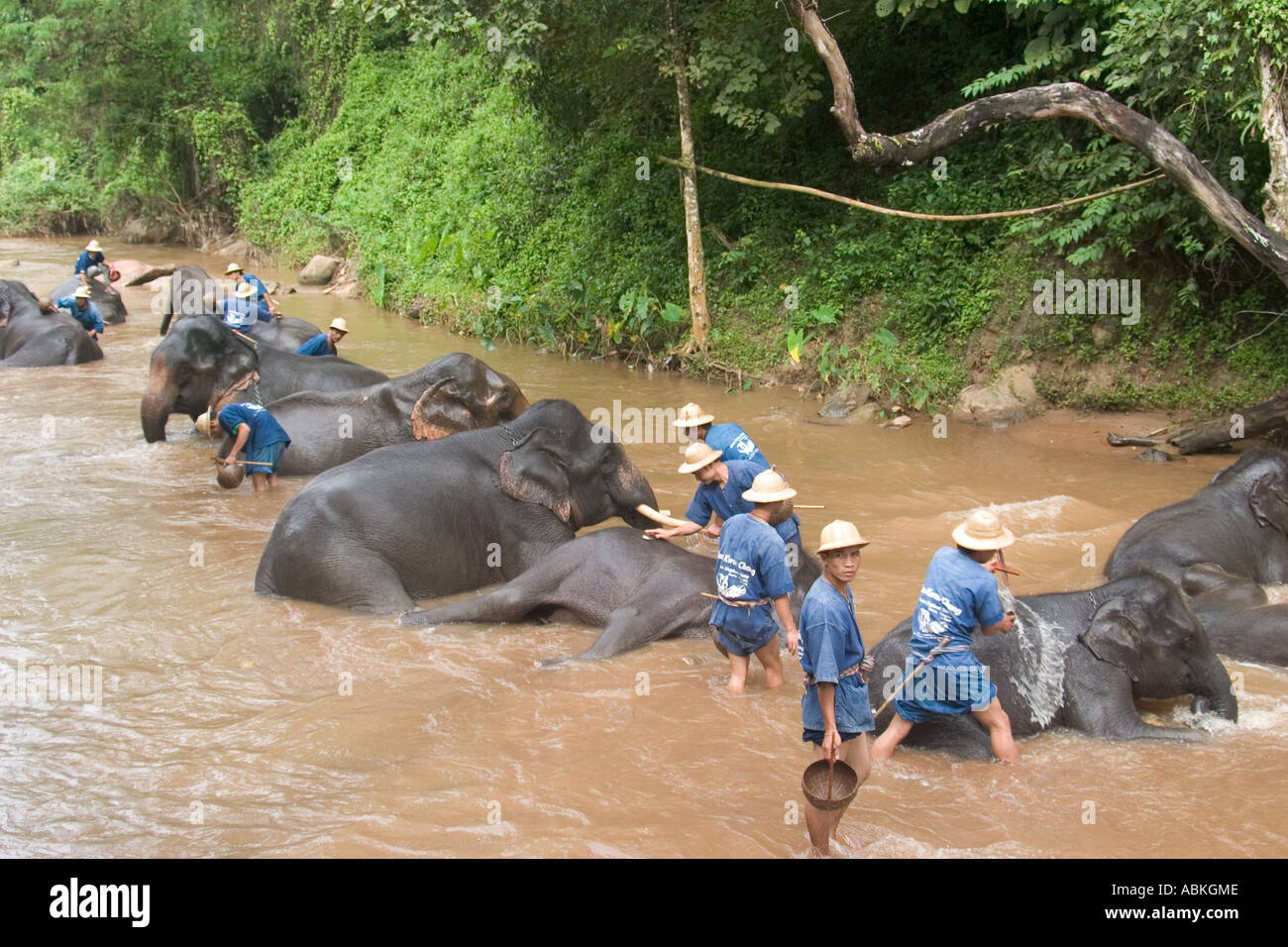 Elephant Mahouts wash and scrub elephants in river at Mesa Elephant ...