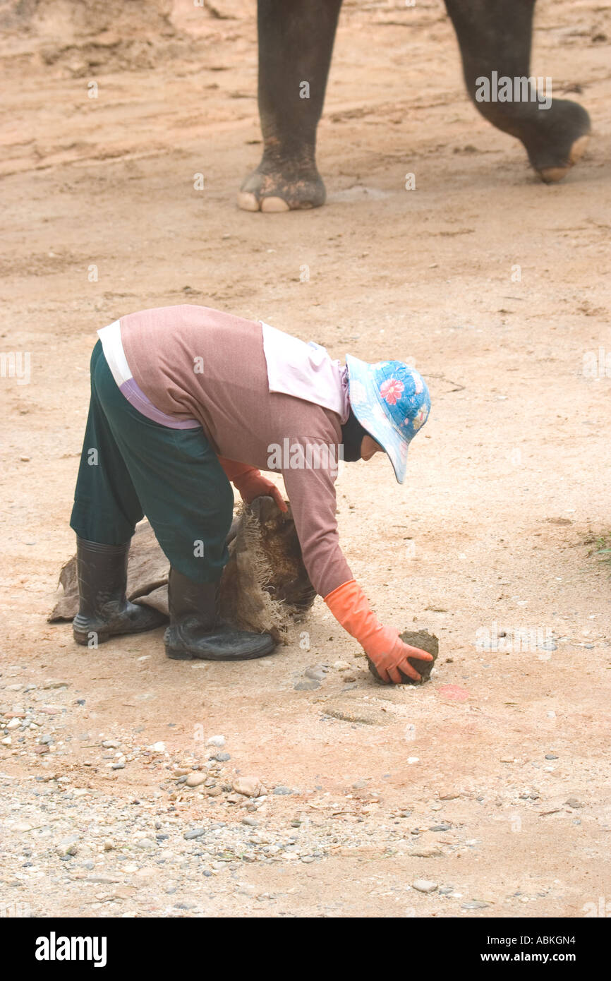 Thailand Mesa Elephant Camp Thailand woman picks up elephant dung ...