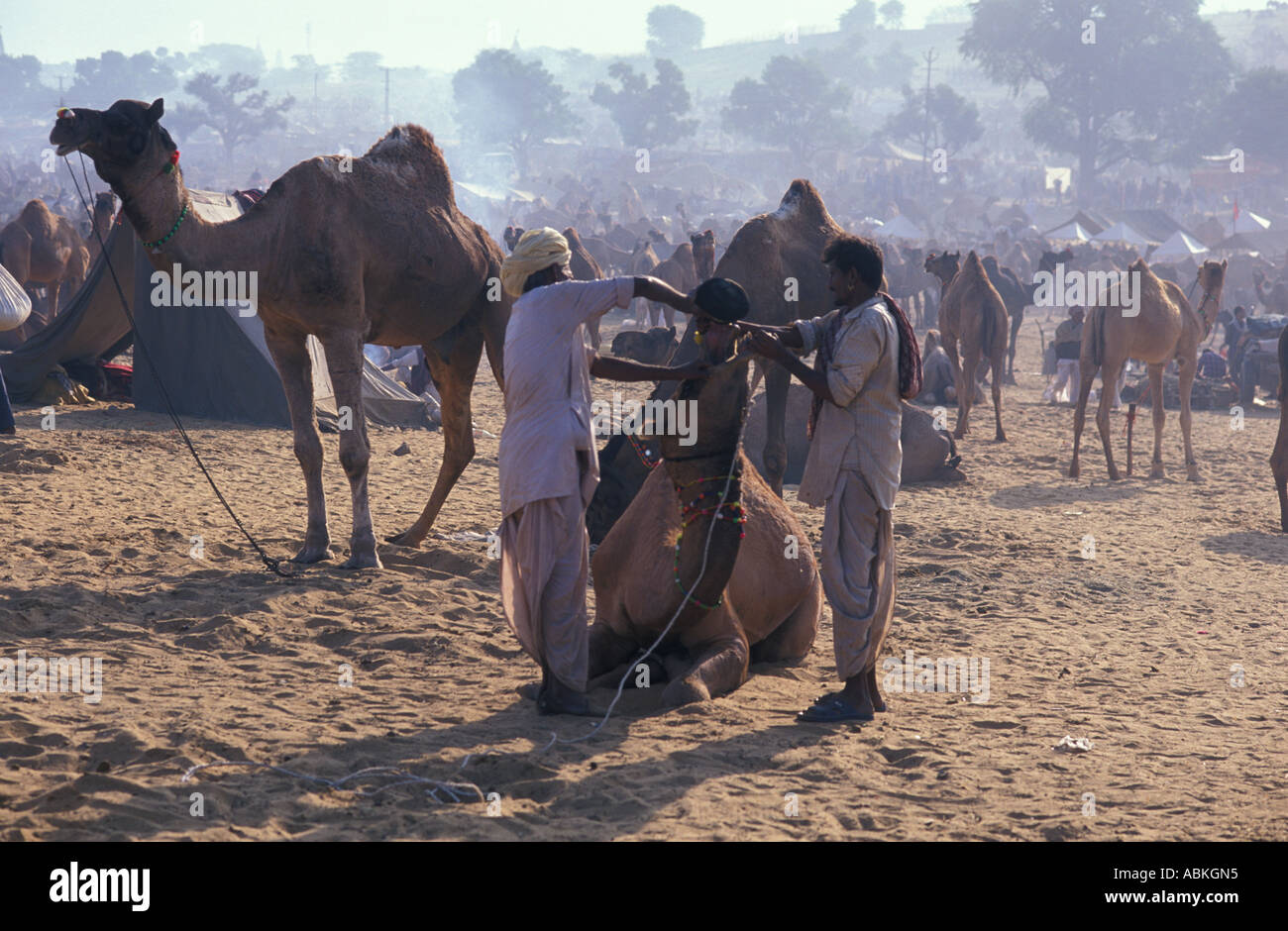 vets tending to camel Stock Photo - Alamy