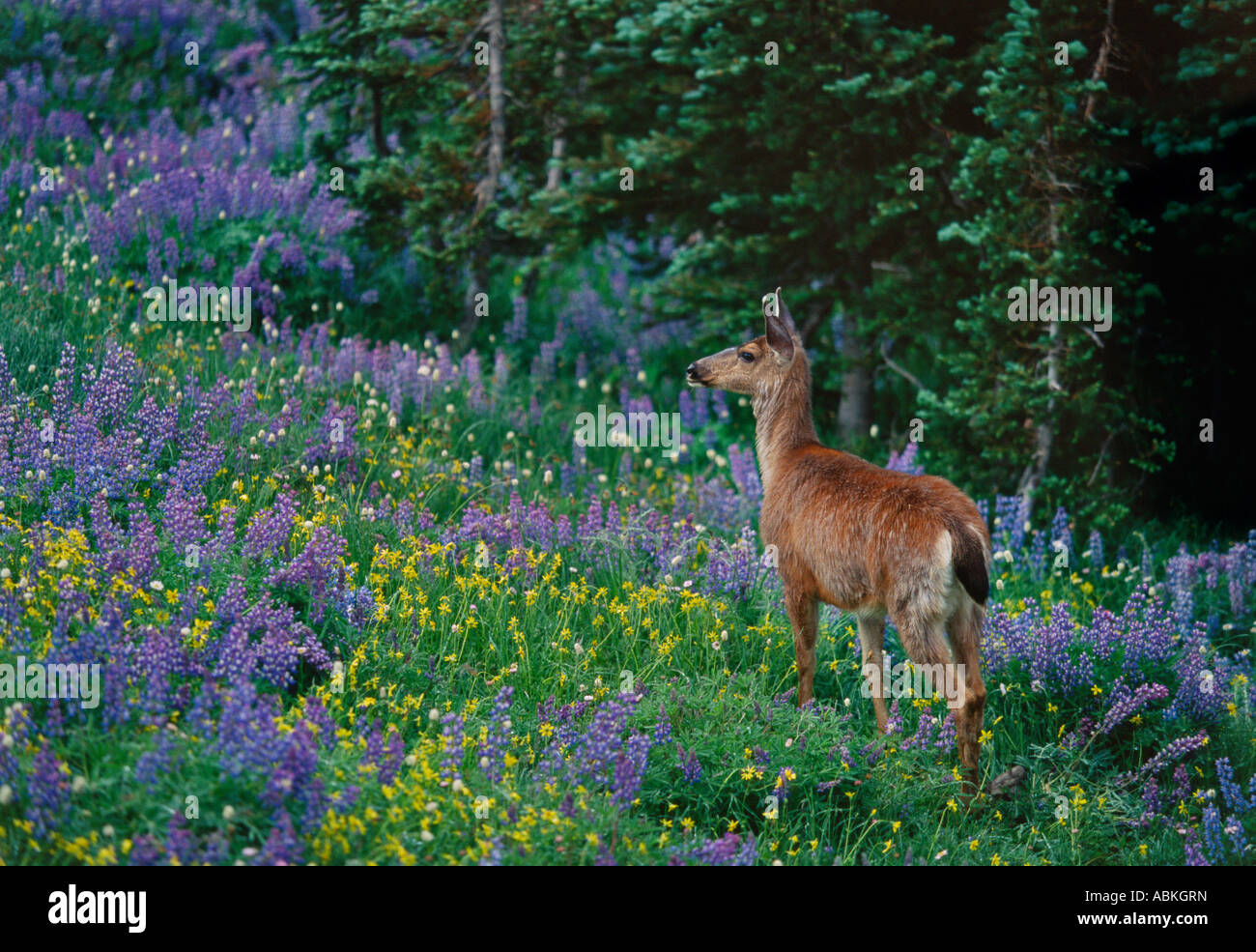 Blacktail (mule deer subspecies) doe in flower filled alpine meadow in ...