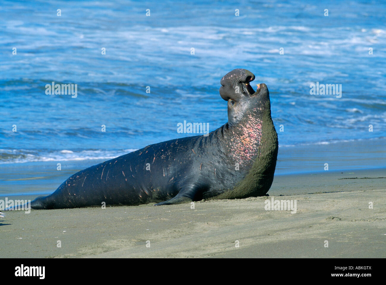 Northern elephant seal bull bellowing on beach Piedras Blancas ...