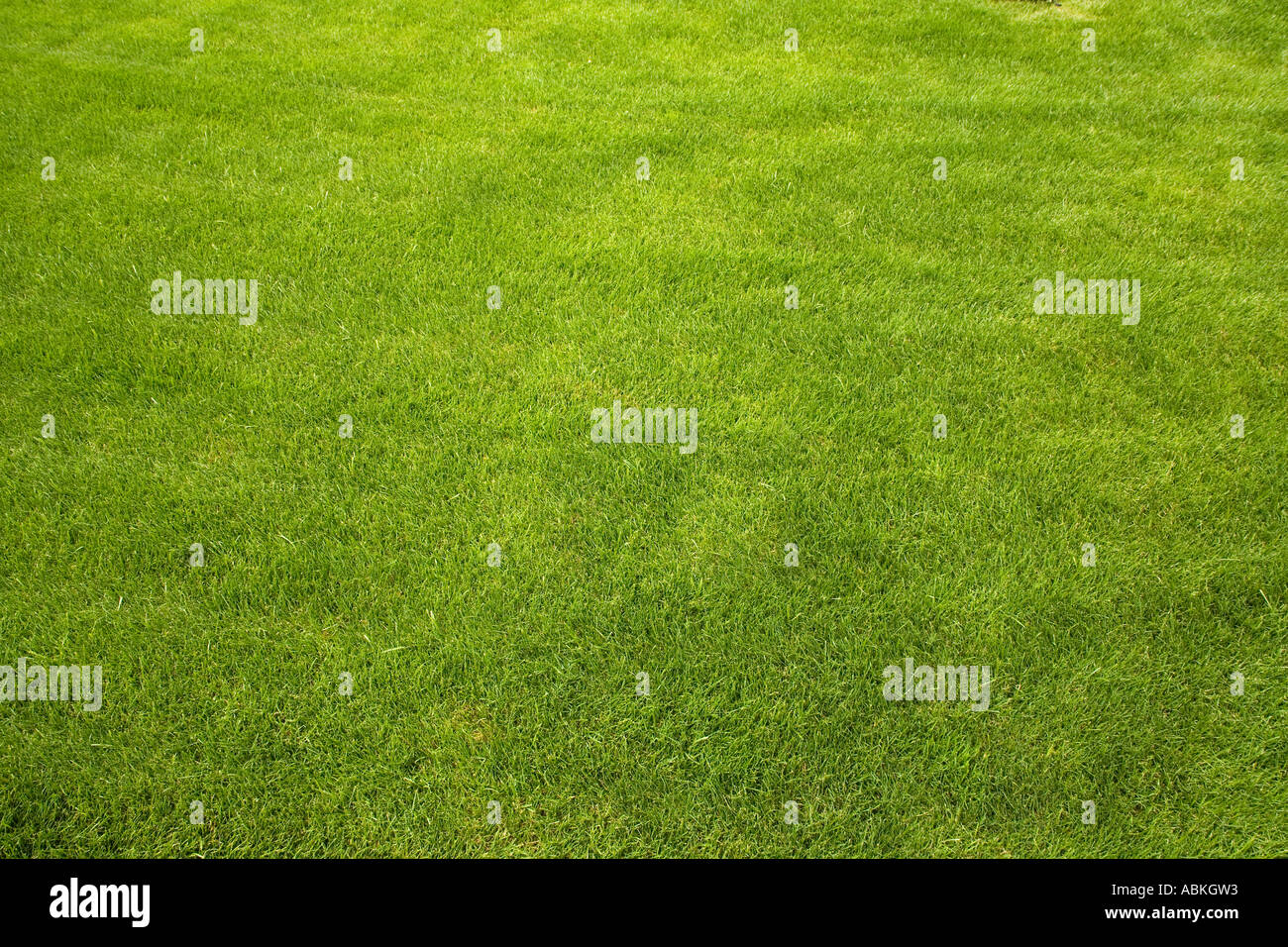 cut grass lawn Stock Photo - Alamy