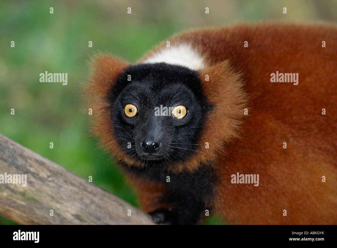 Closeup portrait of Red ruffed lemur-Note Captive subject Stock Photo ...