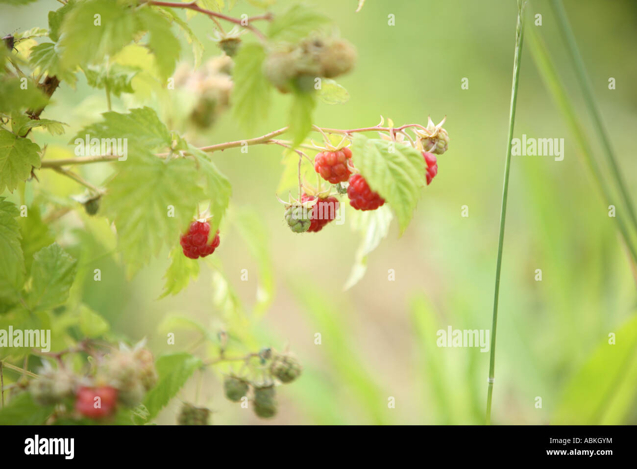 Growing raspberries uk hi-res stock photography and images - Alamy