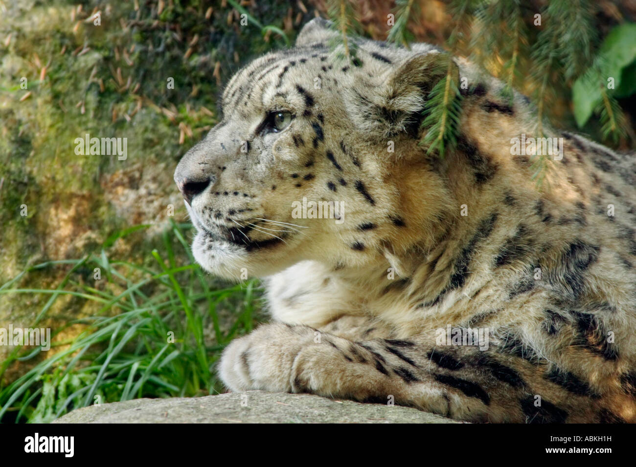 Snow leopard species hi-res stock photography and images - Alamy