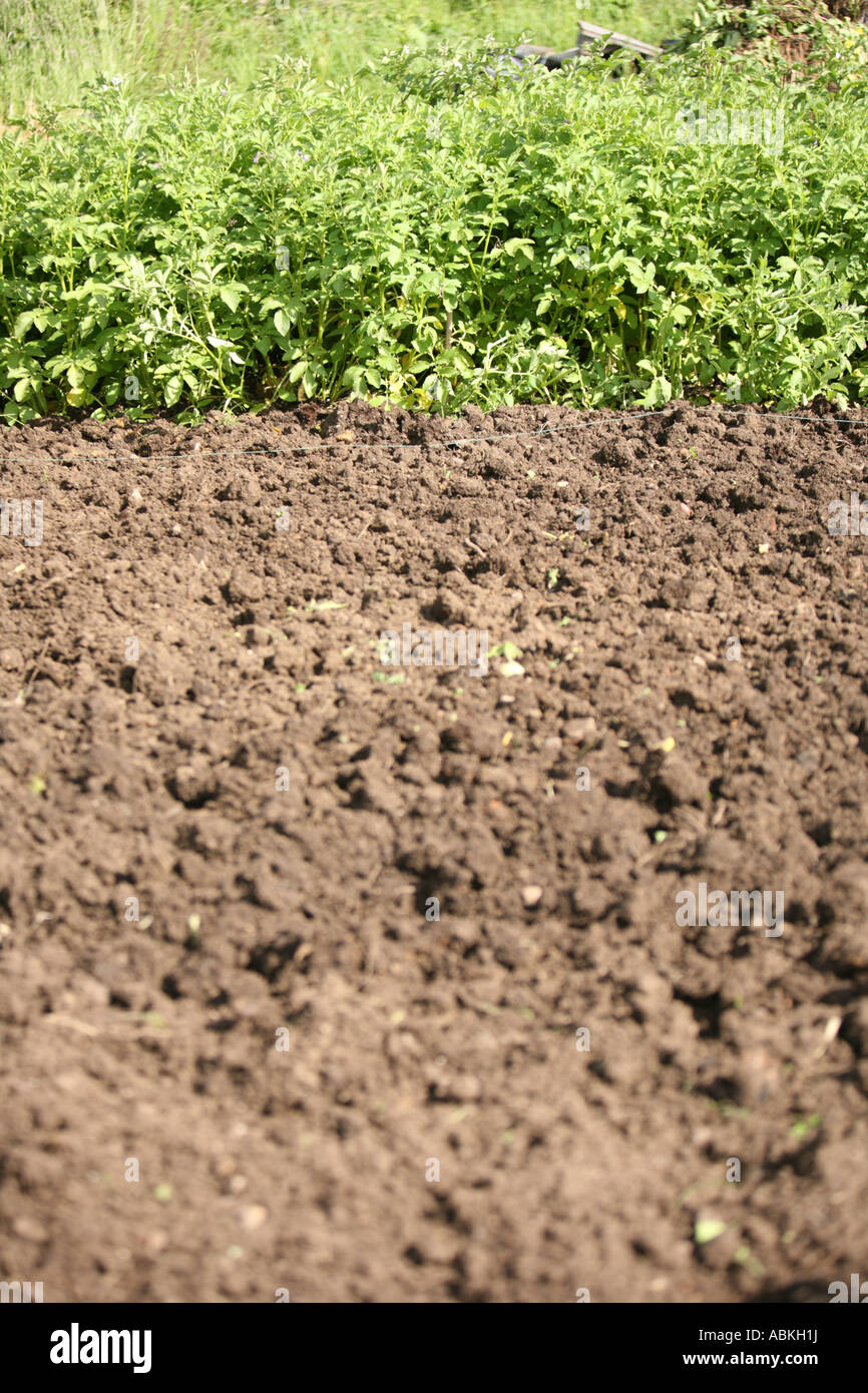 Allotment garden dug earth with green vegetation at top. background ...