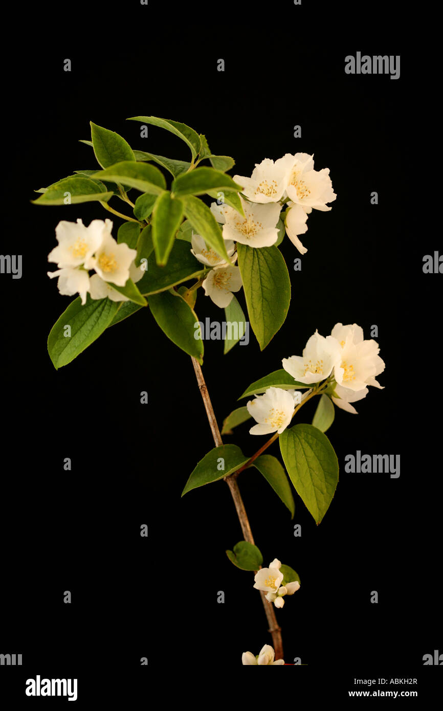 Mock orange philadelphus hi-res stock photography and images - Alamy