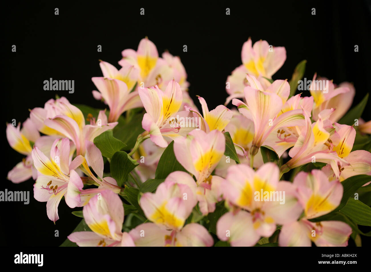 lilley flower floral Stock Photo - Alamy