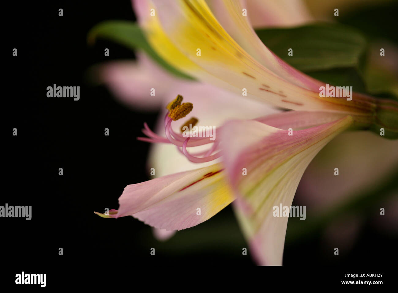 lilley flower floral Stock Photo - Alamy
