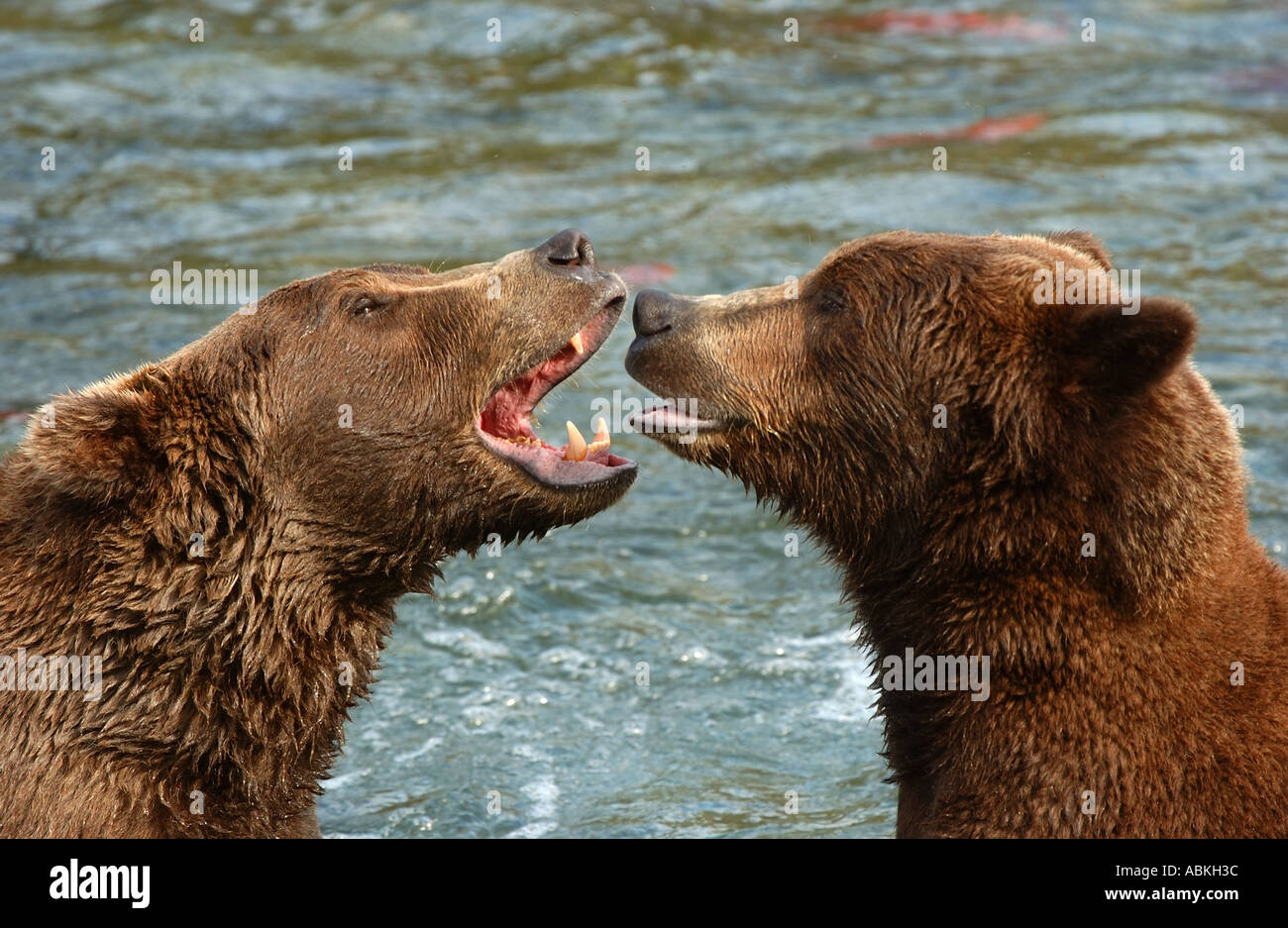 Two brown bears growling at each other Alaska USA Stock Photo - Alamy