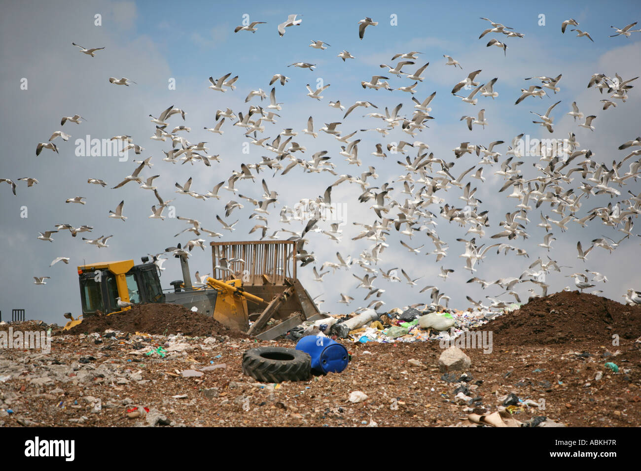 Bulldozer pushes rubbish garbage waste into landfill site. Seagulls ...