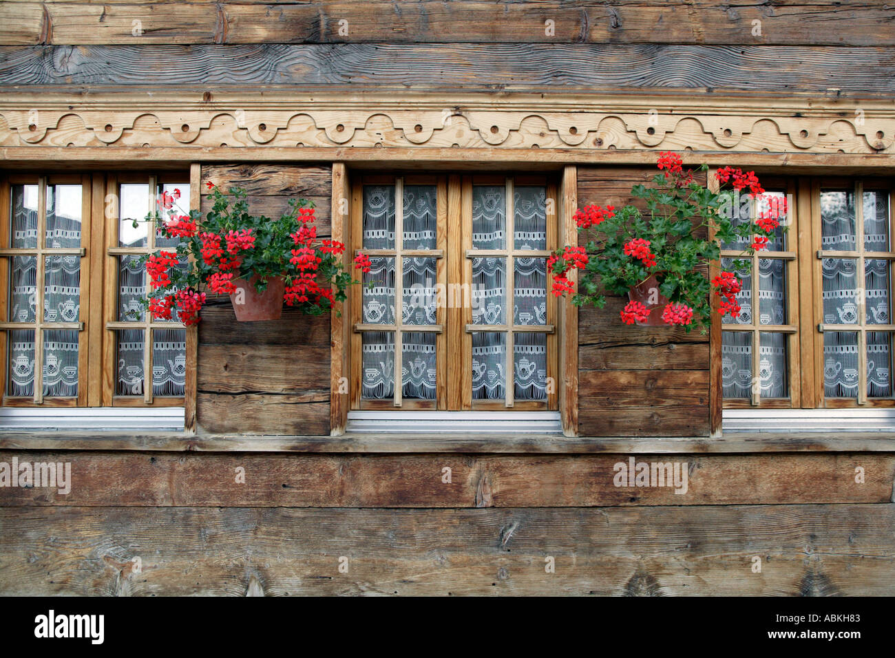Typical traditional window display of lace curtains and geraniums in ...