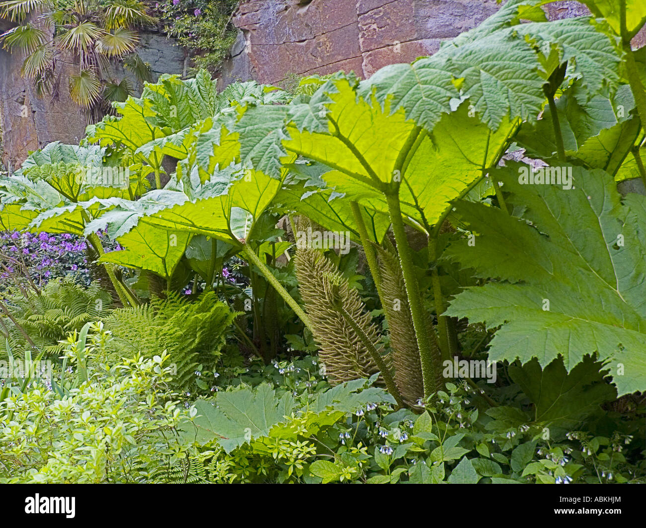 Plant Gunnera mantica also known as giant rhubarb in the quarry garden ...