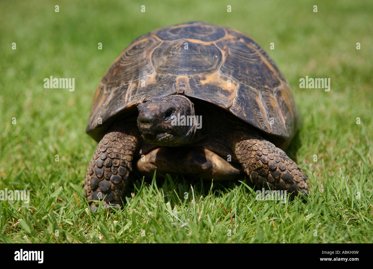 A pet tortoise walks across the grass in a British garden Stock Photo ...