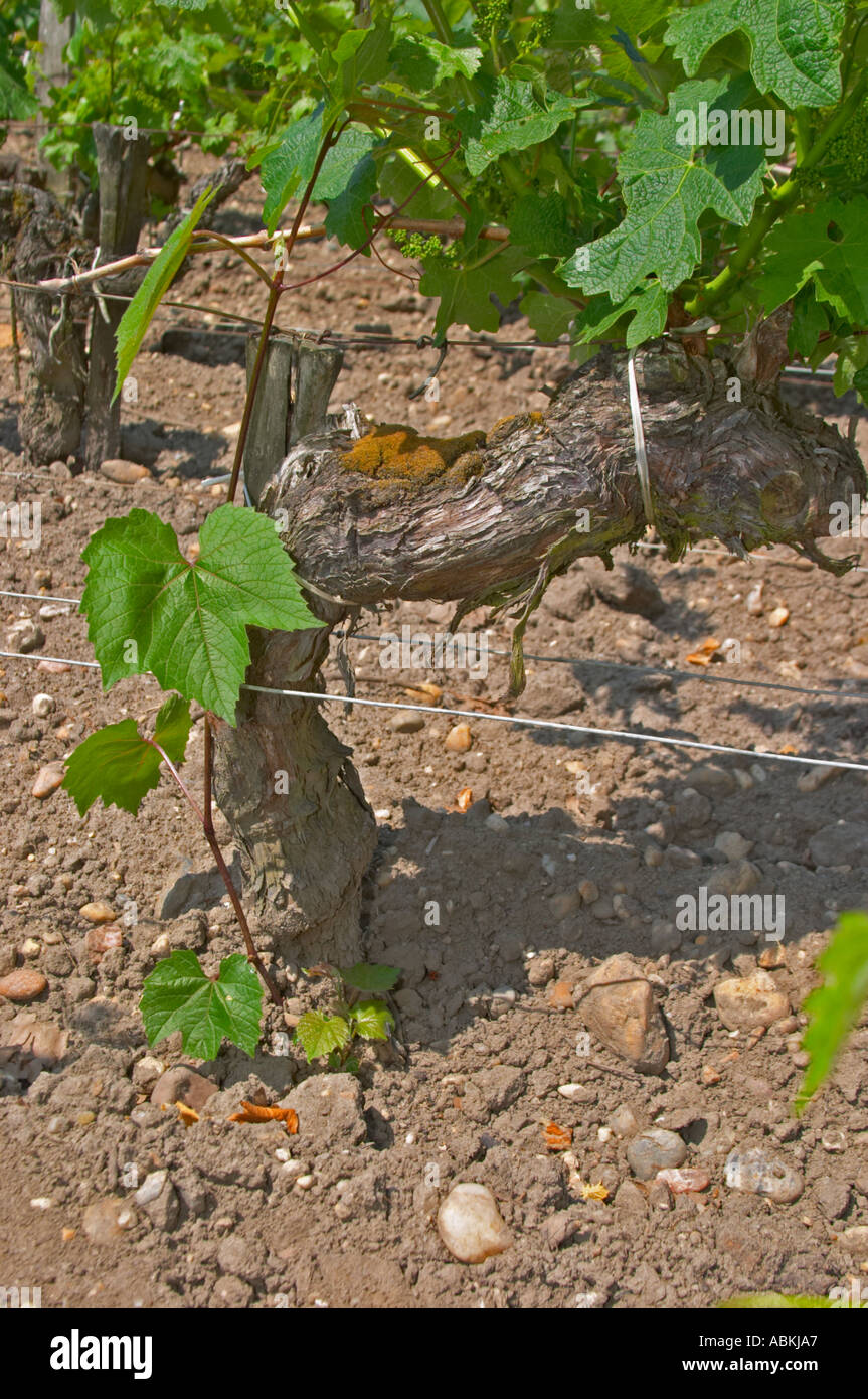 A vine growing from the root stock part of a grafted cabernet vine ...