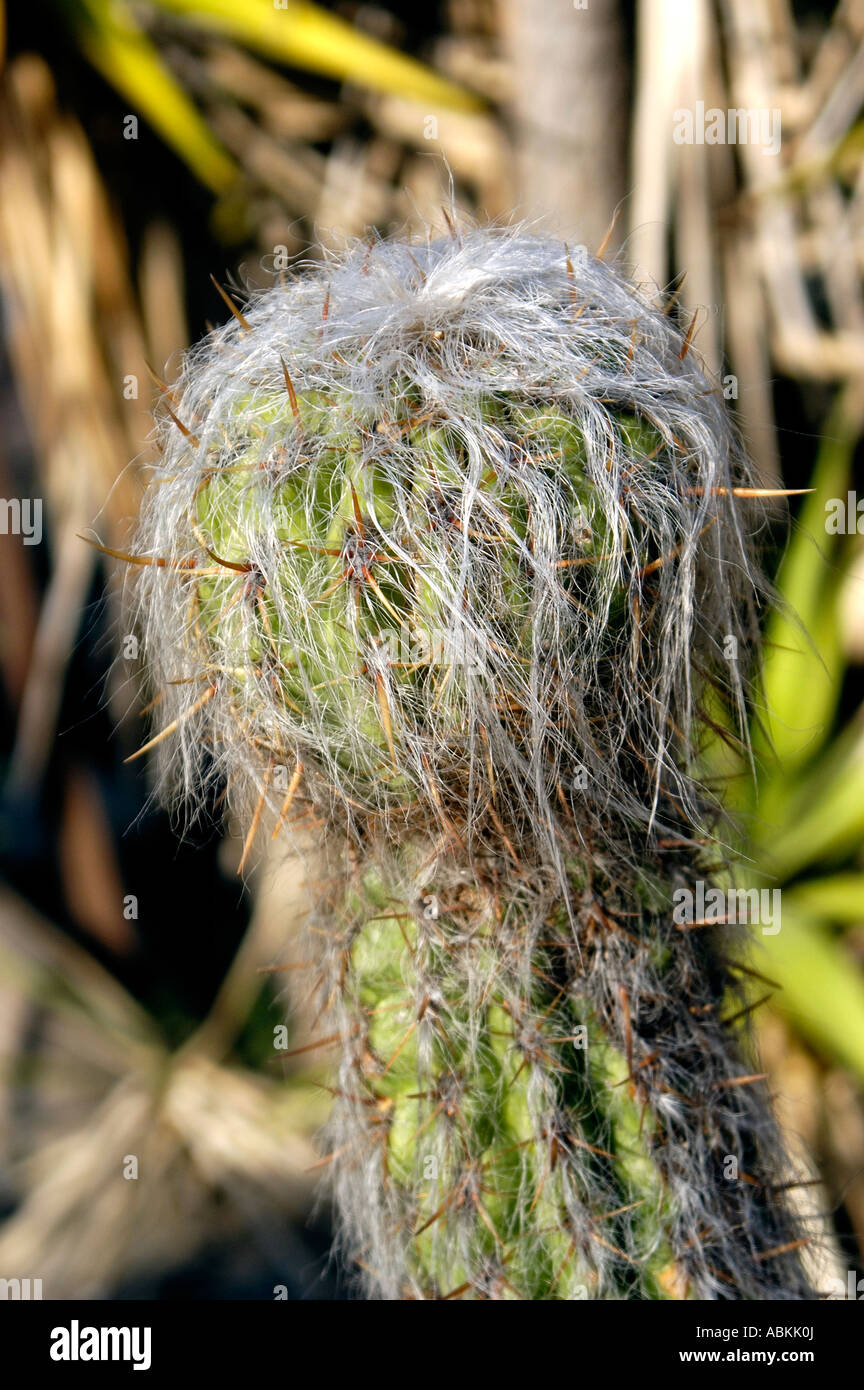 Old man cactus hi-res stock photography and images - Alamy