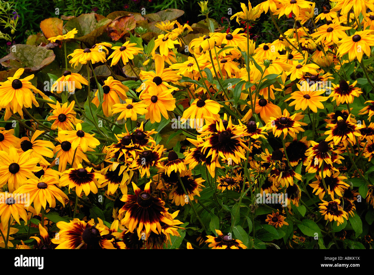 Rudbeckia hirta Black eyed Susan Stock Photo - Alamy